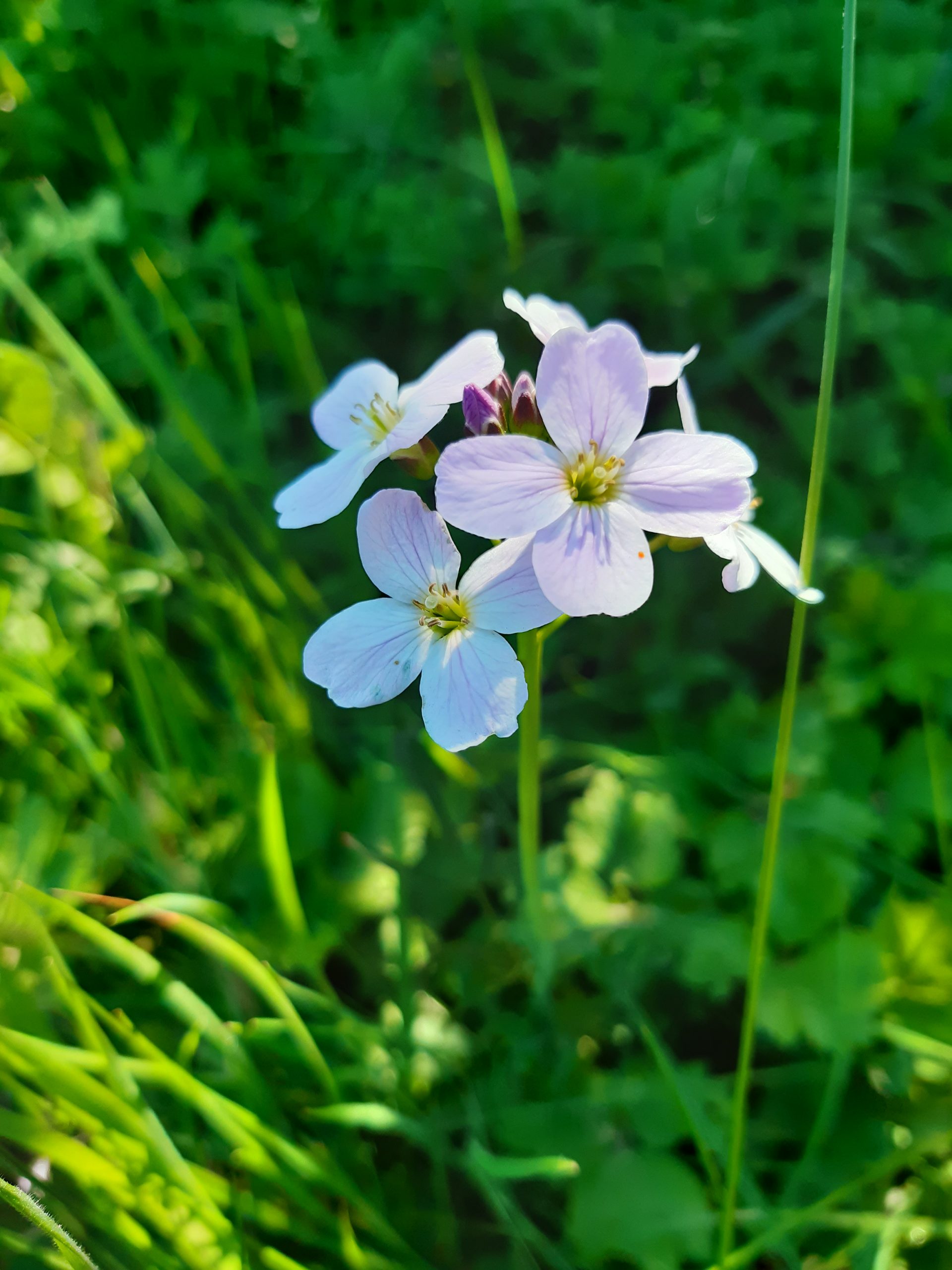 Stamullen News – May 2021 – The Meath Coaster