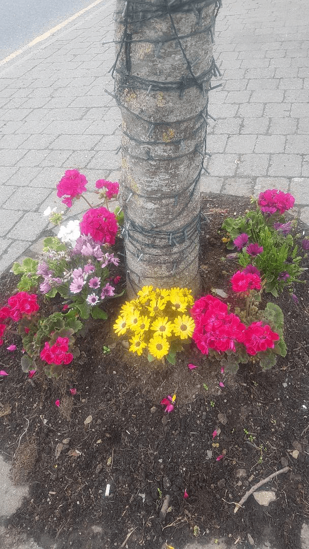 Laytown Tidy Towns – July 2021 – The Meath Coaster