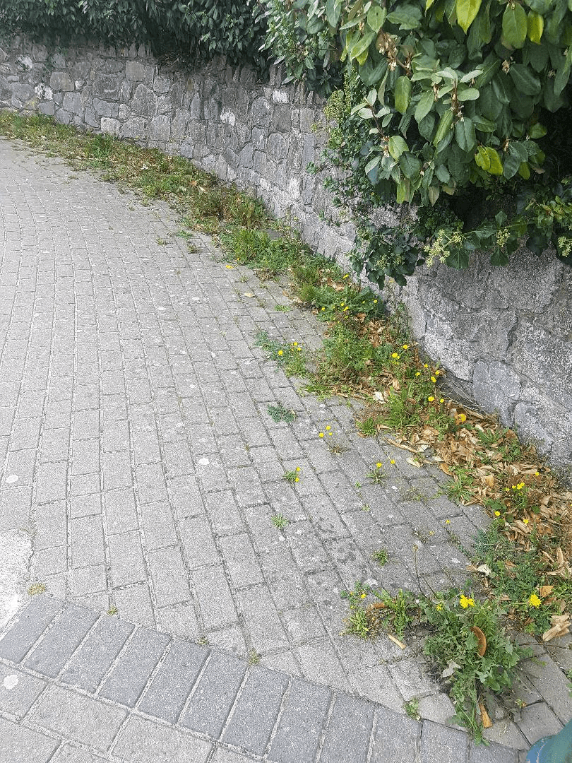 Laytown Tidy Towns – November 2021 – The Meath Coaster
