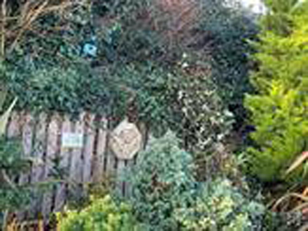 Laytown Tidy Towns – January 2022 – The Meath Coaster