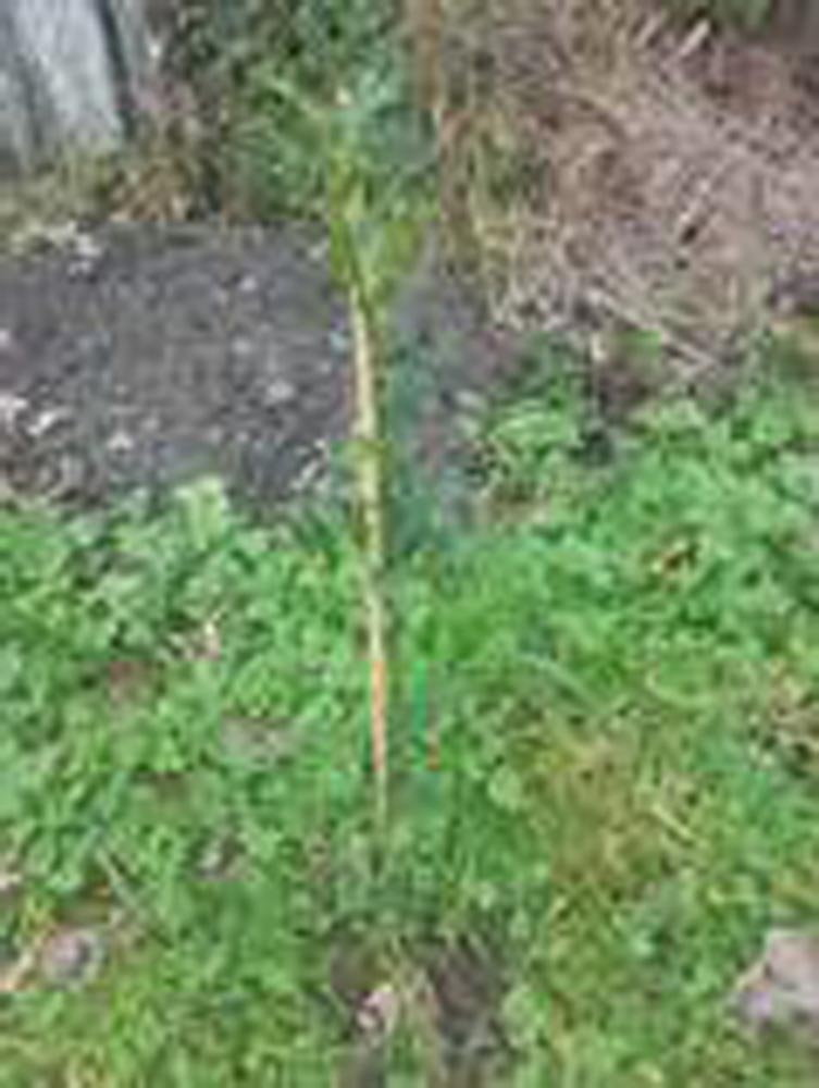 Laytown Tidy Towns – January 2022 – The Meath Coaster