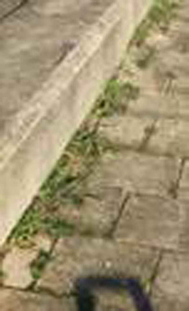 Laytown Tidy Towns – December 2021 – The Meath Coaster